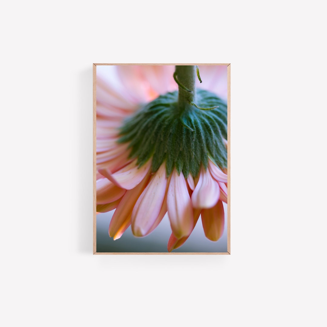 Pink Flower Printable, Floral Printable Art, Romantic Wall Art ...