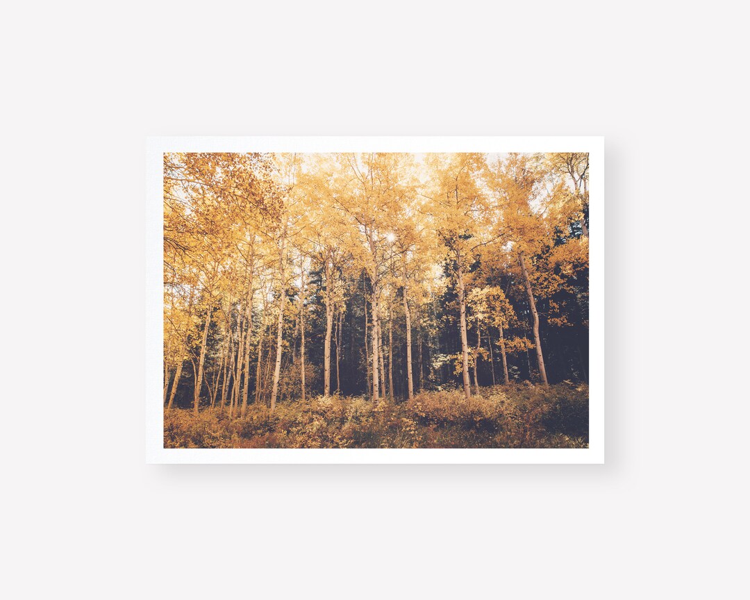 Printable Aspen Tree Photography, Aspen Trees Digital Download, Golden ...