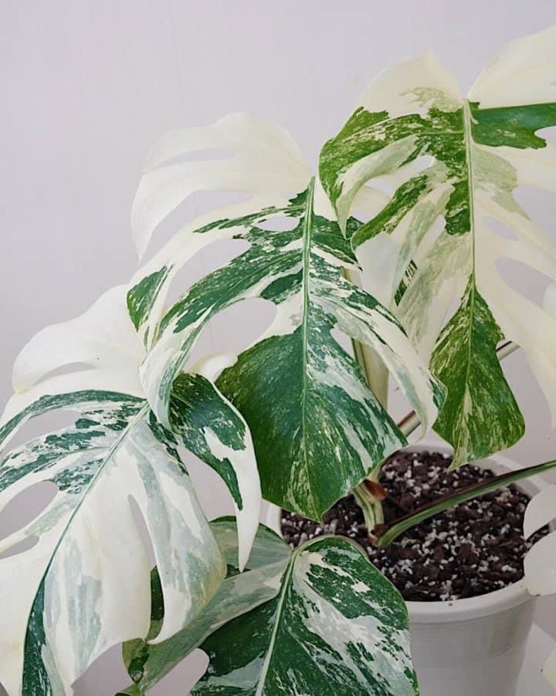 Monstera Deliciosa RARE Variegated Albo Borsigiana White Tiger - Etsy ...