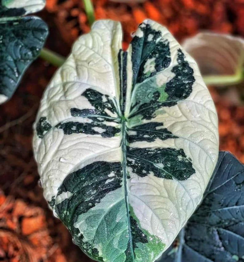 Rare Variegated ALBO Alocasia Azlanii Alocasia Maharani Live - Etsy ...