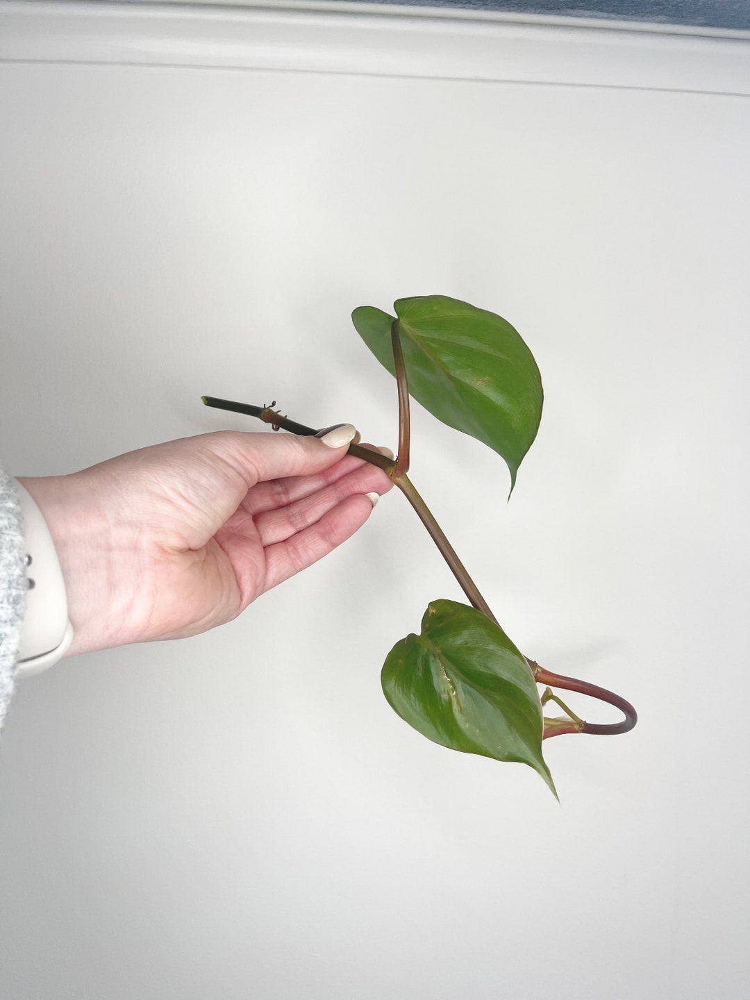 Heart Leaf Philodendron Cutting | Easy Vining Plant - Etsy
