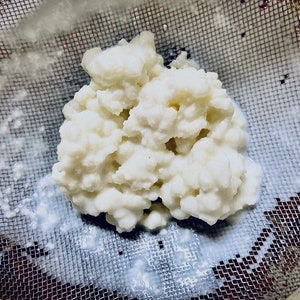 Organic Kefir Grains, Live Fresh Milk Kefir Grains With All ...