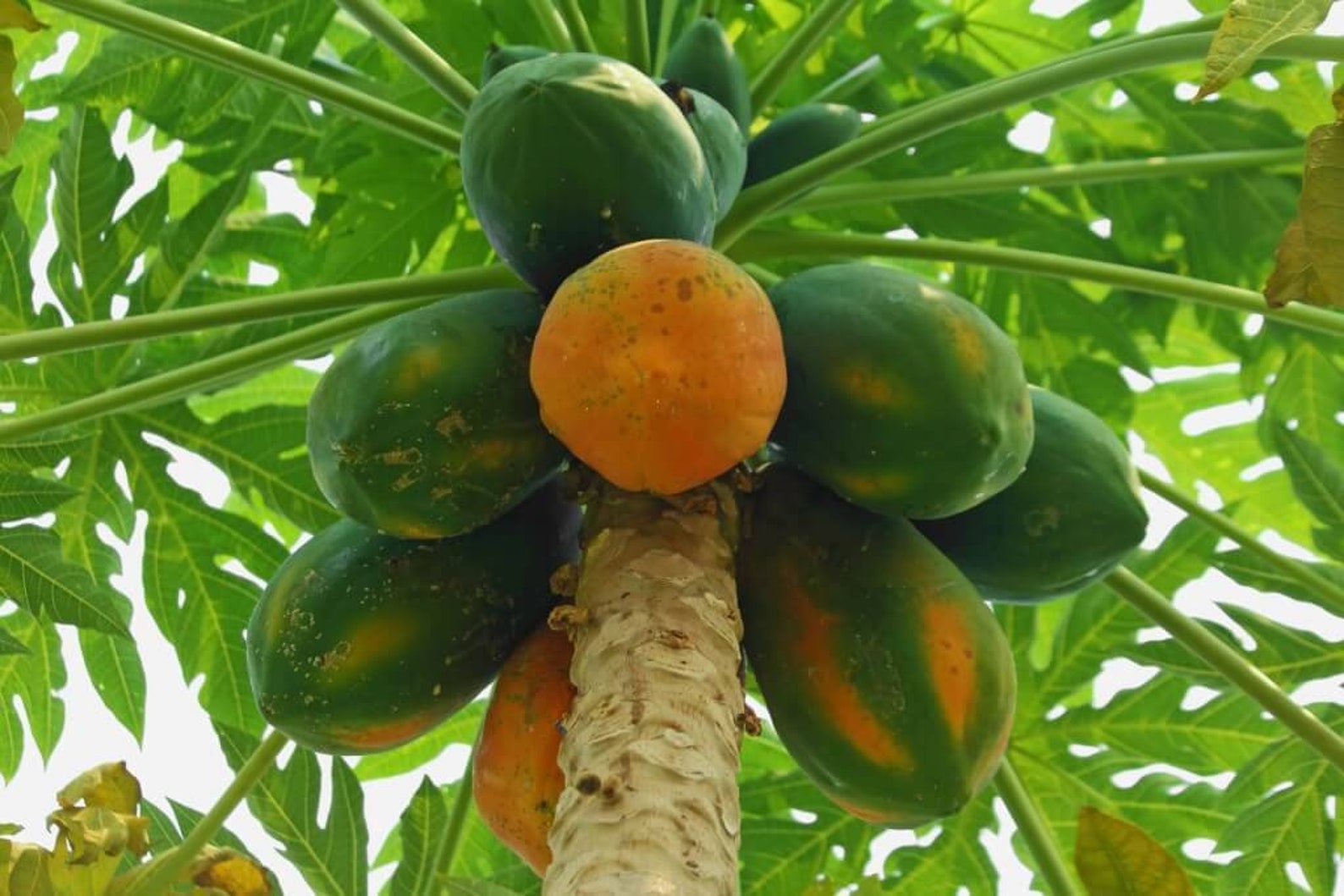Ceylon papaya seeds for home garden gas-labu pawpaw Ceylon | Etsy