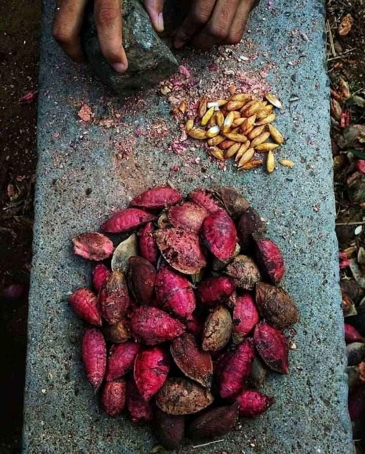 3 Almond seeds for home gardening or aquarium Talisay tree | Etsy