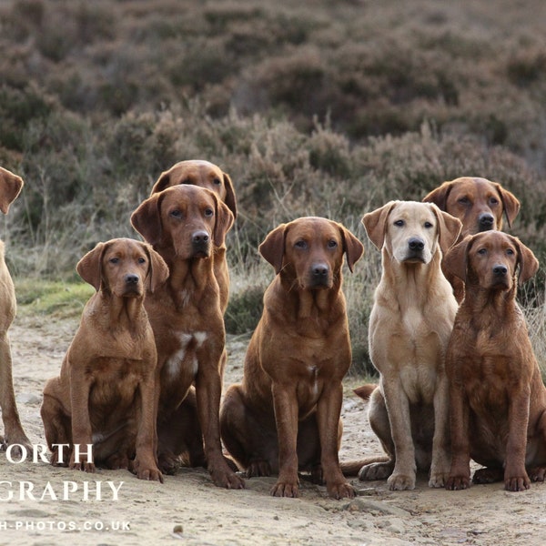 Sporting Dog Art - Etsy