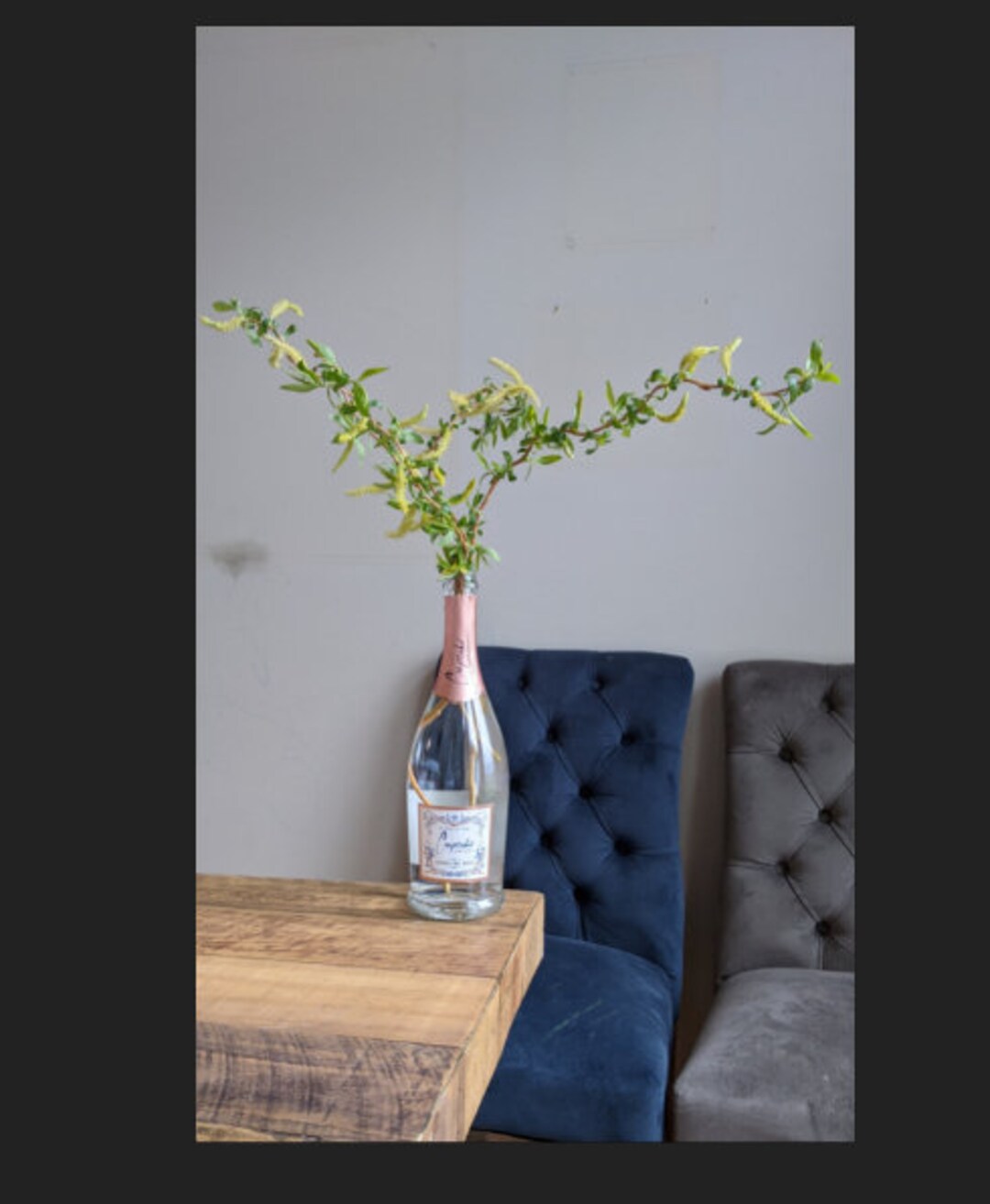 Grow Your Own Curly Willow Branch in Vase - Etsy