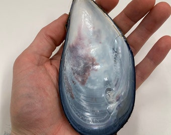 Large Mussel Shells | Etsy