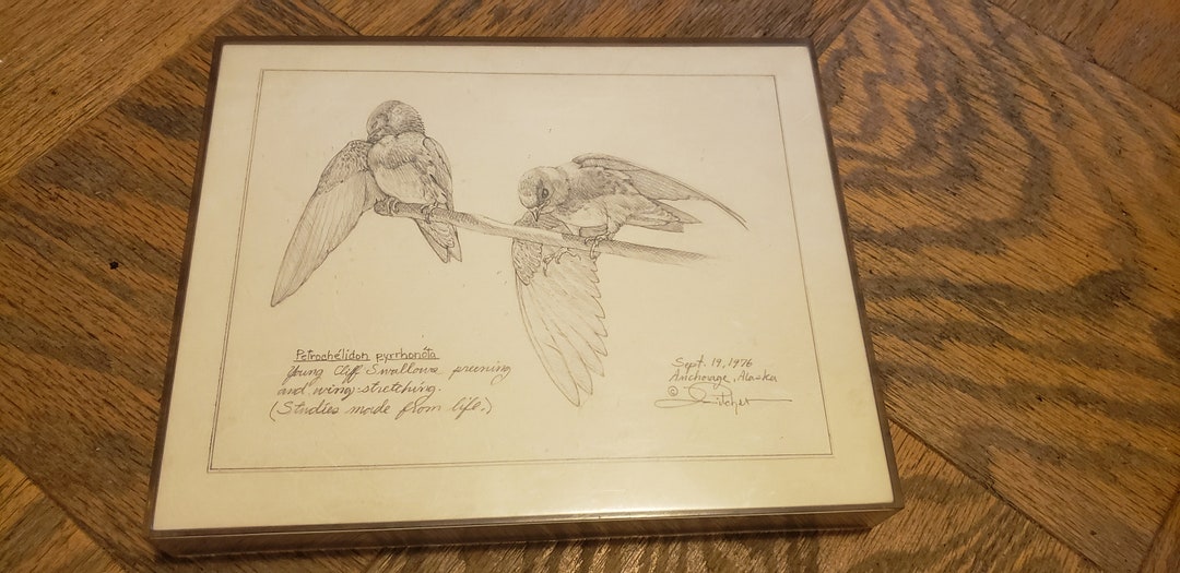 Artist John Pitcher Bird Sketch - Etsy