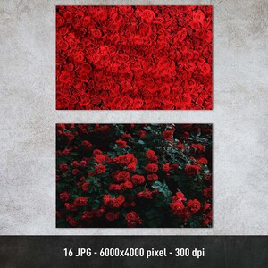 Roses, 16 Hires Photographs of Real Roses, Downloadable Backgrounds ...