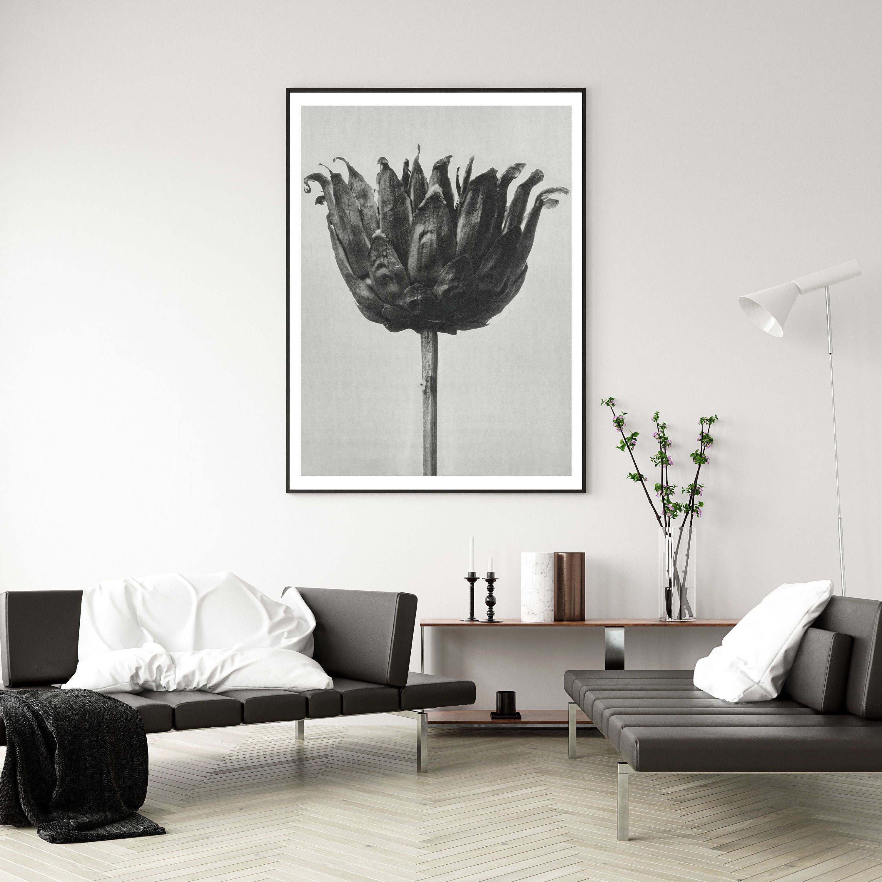 Karl Blossfeldt Poster Centaurea Ruthenica Urformen Der | Etsy