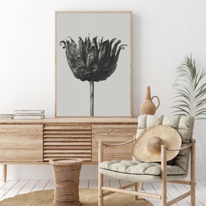 Karl Blossfeldt Poster, Centaurea Ruthenica, Urformen Der Kunst ...