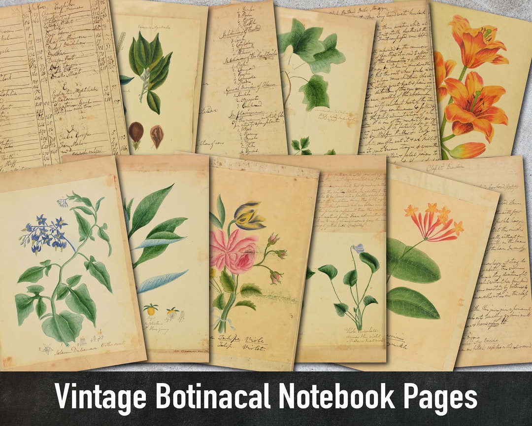 40 Vintage Illustrations of Botanical Notebook Pages, Printable Plant ...