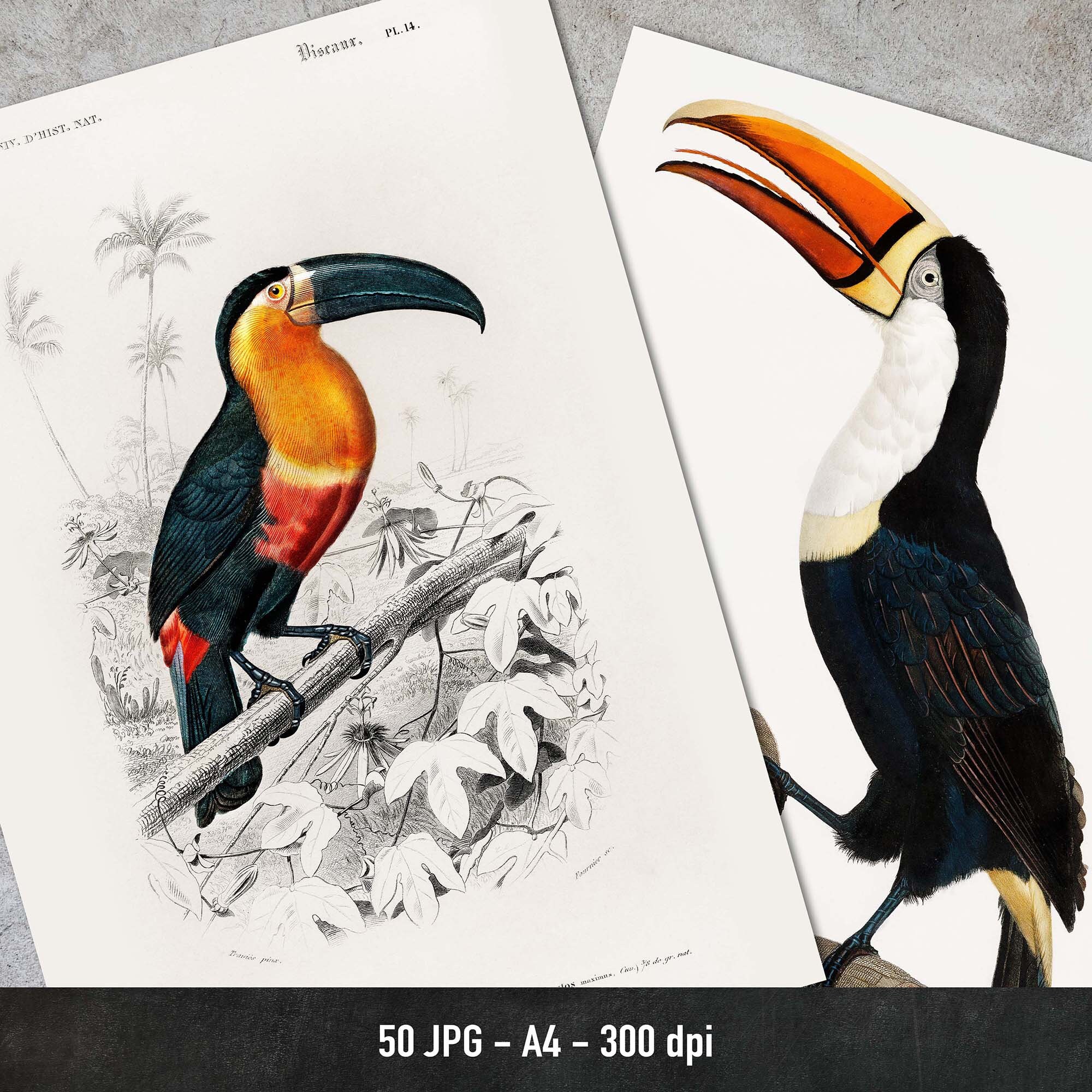 Toucans 50 Images of Printable Tropical Bird Illustrations - Etsy
