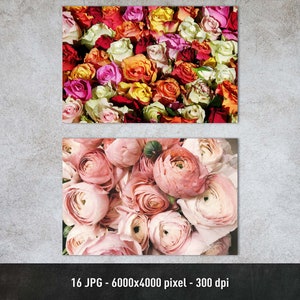Roses, 16 Hires Photographs of Real Roses, Downloadable Backgrounds ...
