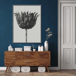 Karl Blossfeldt Poster, Centaurea Ruthenica, Urformen Der Kunst ...