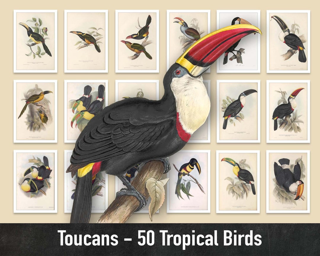 Toucans, 50 Images of Printable Tropical Bird Illustrations, Instant ...