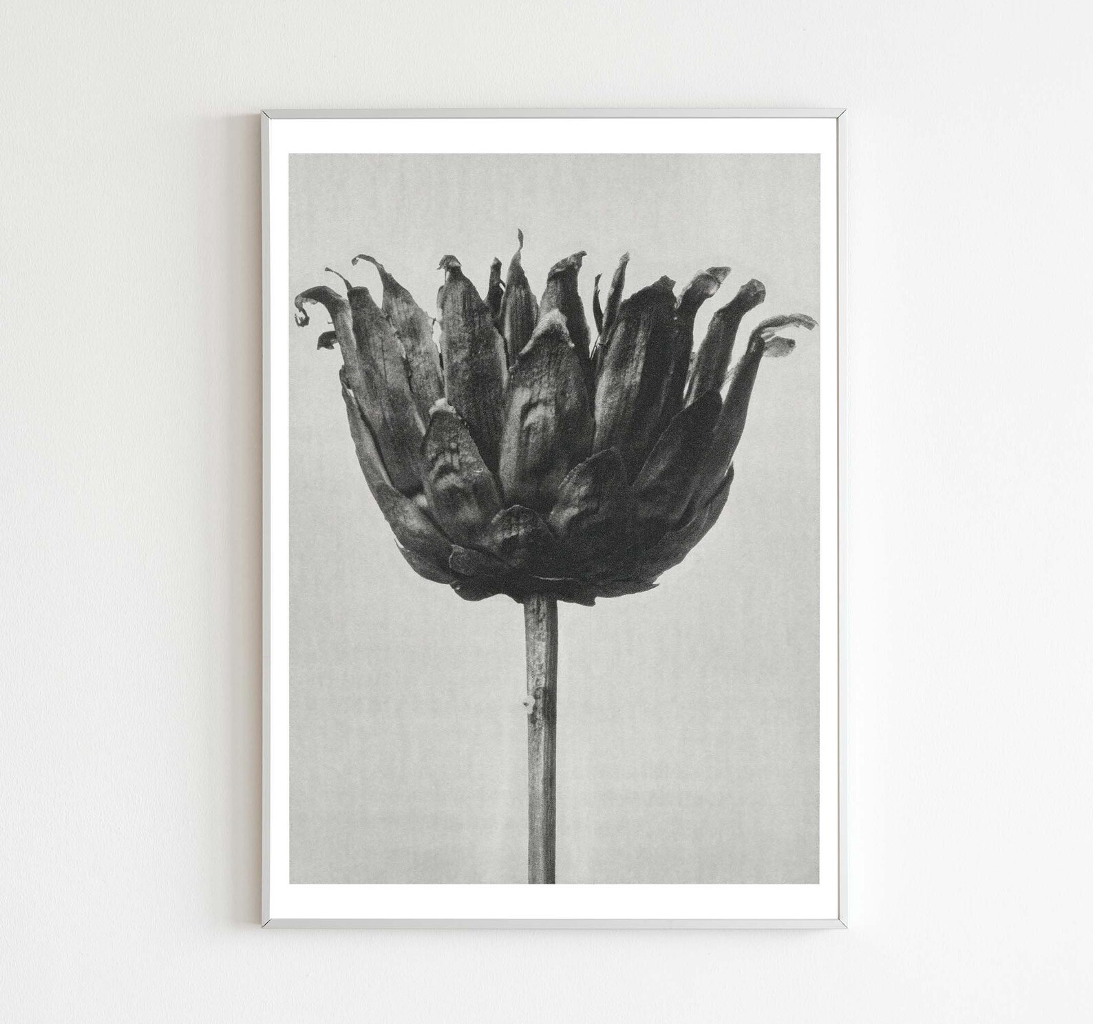 Karl Blossfeldt Poster Centaurea Ruthenica Urformen Der | Etsy