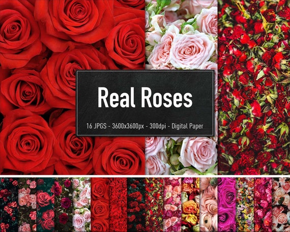 Real Roses Backgrounds