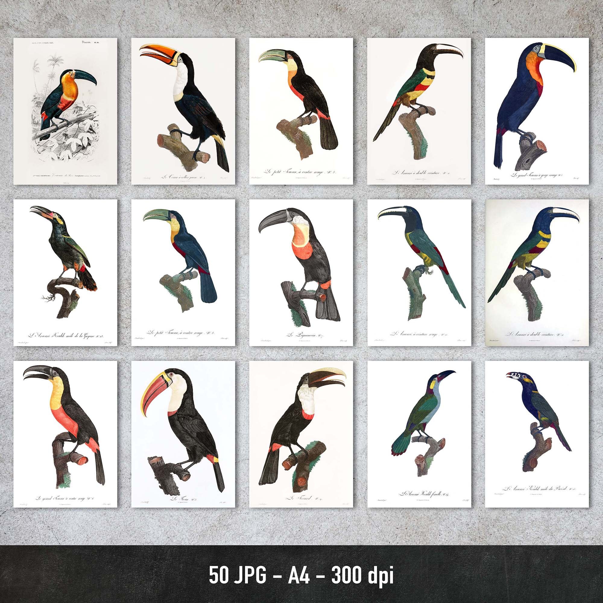 Toucans 50 Images of Printable Tropical Bird Illustrations - Etsy