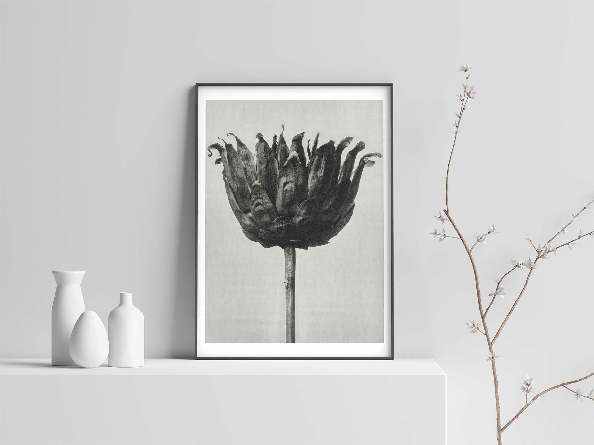 Karl Blossfeldt Poster Centaurea Ruthenica Urformen Der | Etsy
