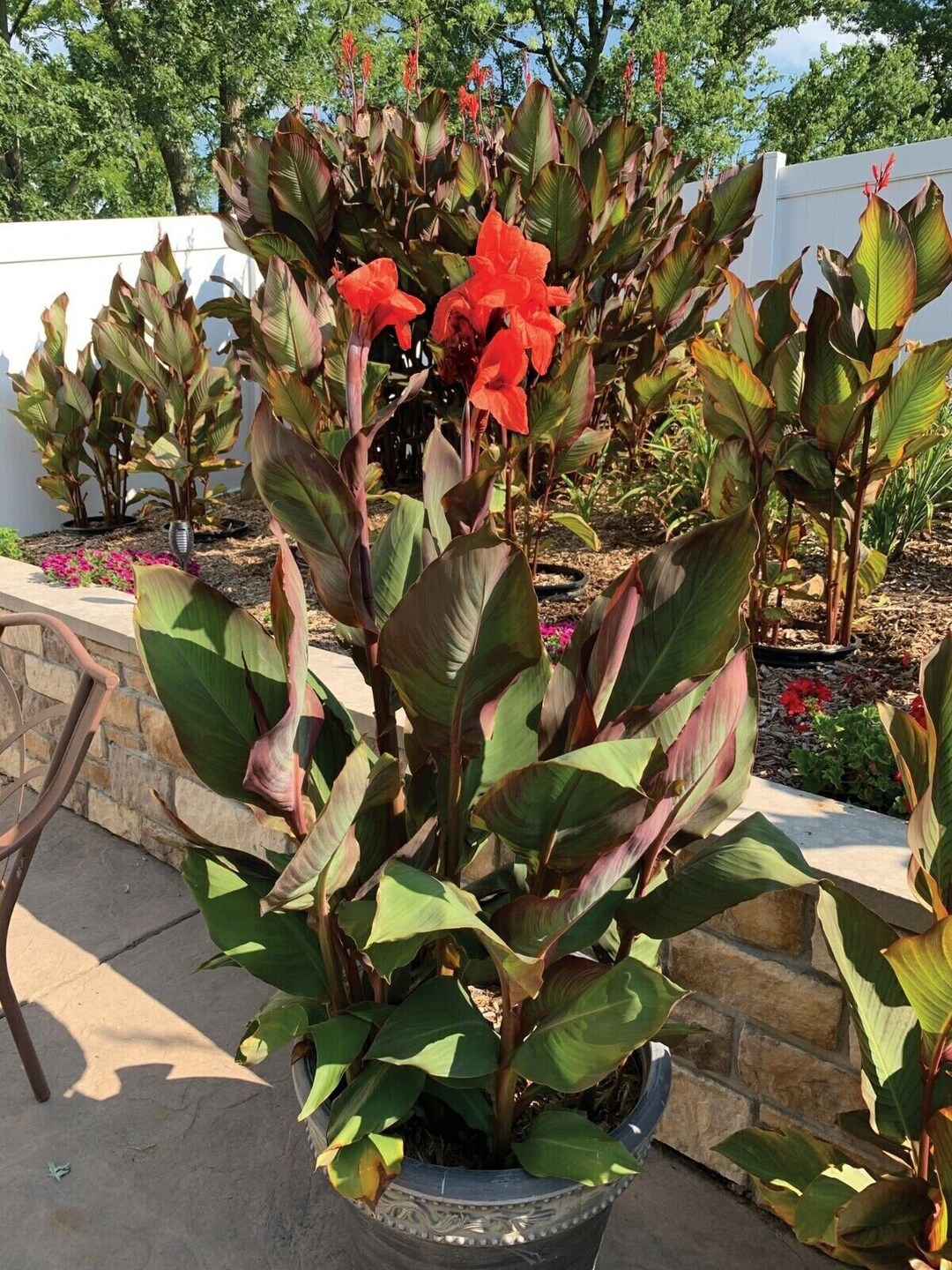 10 Canna Giant RED KING Bulbs | Easy to Grow | Grows 8-12 Feet Tall ...