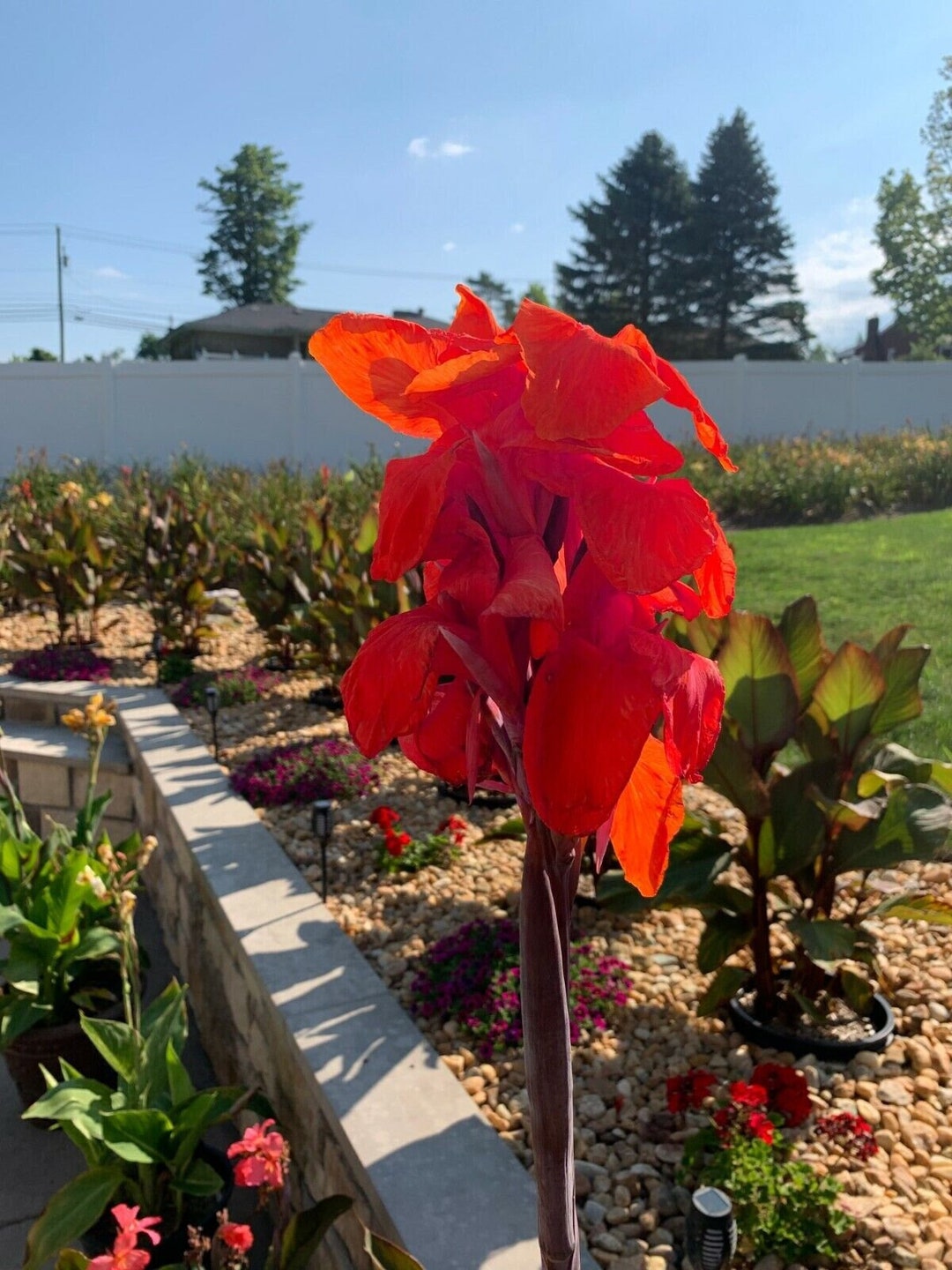 1 Canna Giant RED KING Bulb | Easy to Grow | Grows 8-12 Feet Tall ...