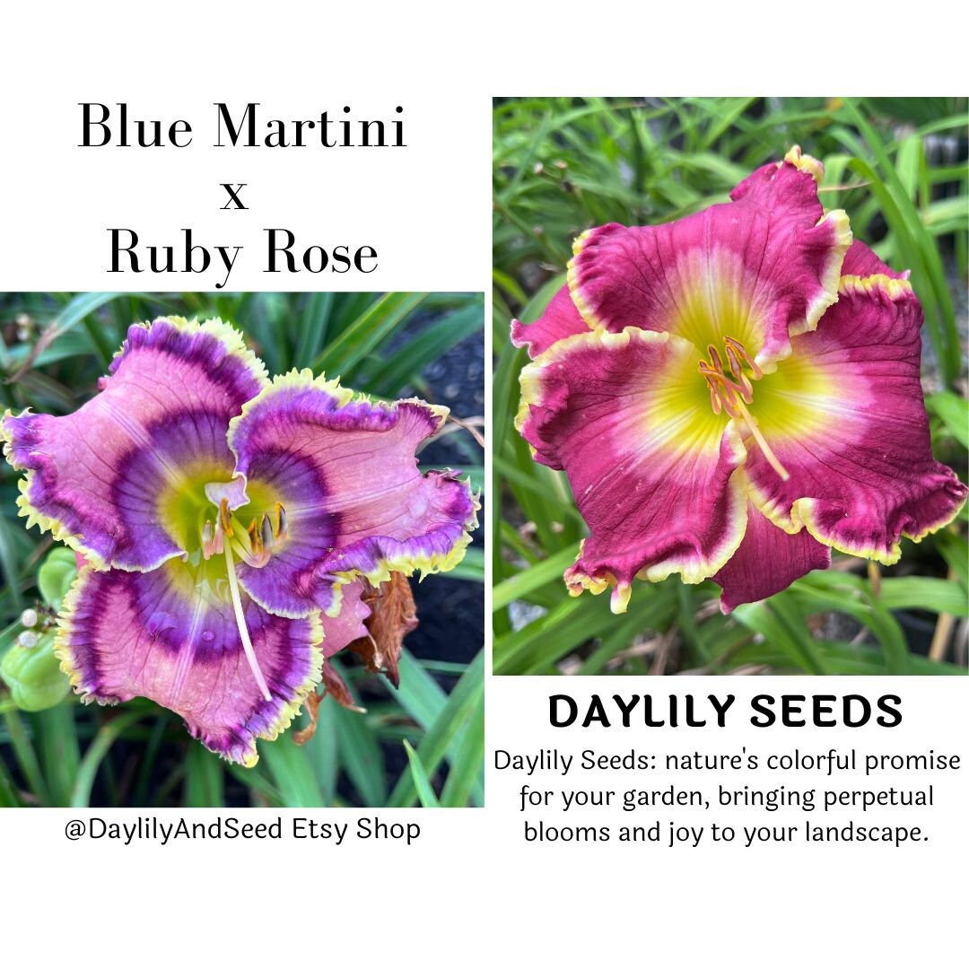Daylily Seeds Cross (blue Martini X Ruby Rose) 5 Premium High End Seeds ...