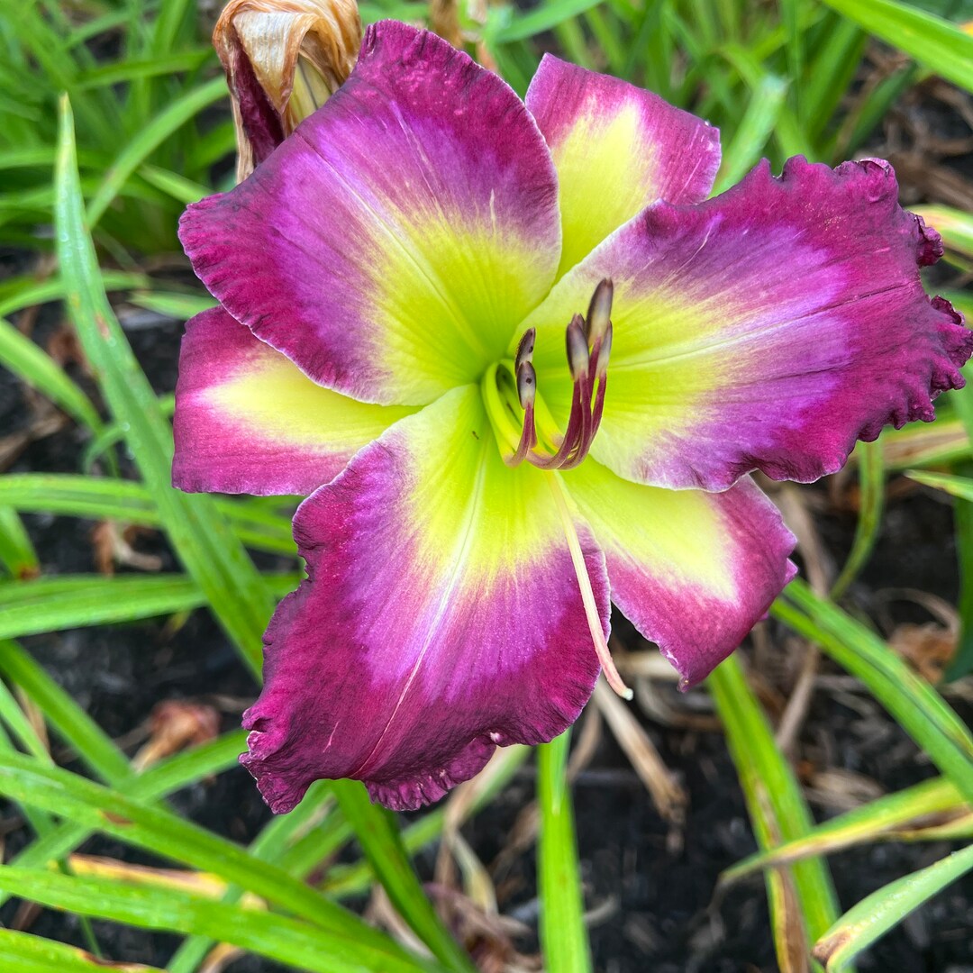 BLUE ON BLUE Daylily Live Plant Collectors Plant rare Double Fan df ...