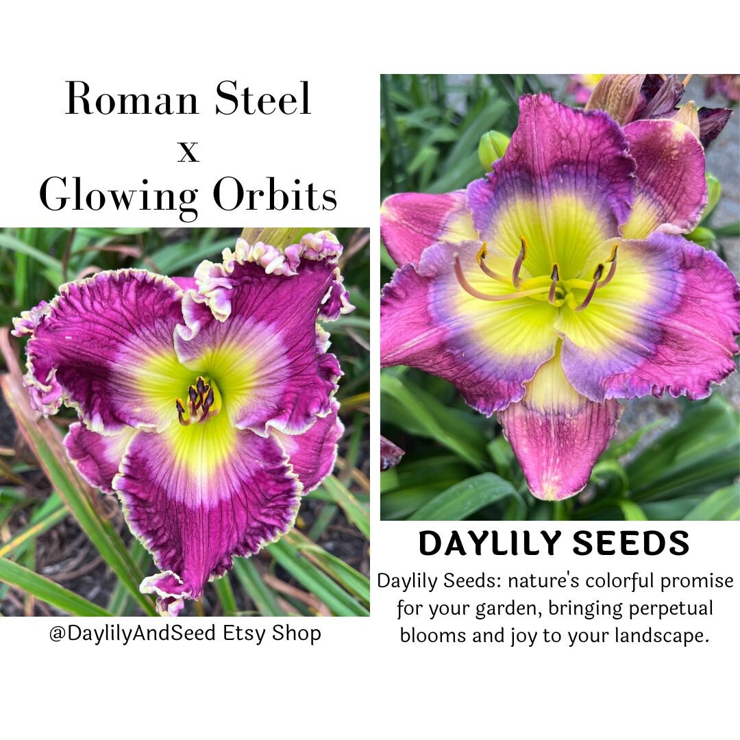 Daylily Seeds Cross (roman Steel X Glowing Orbits) 5 Premium High End ...