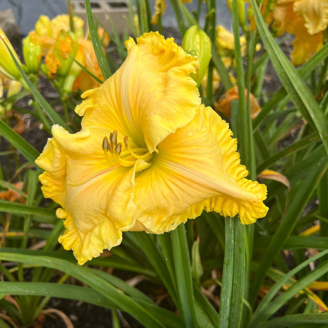 LADY AVELINE Daylily Live Plant Beautiful Color Collectors Plant rare ...