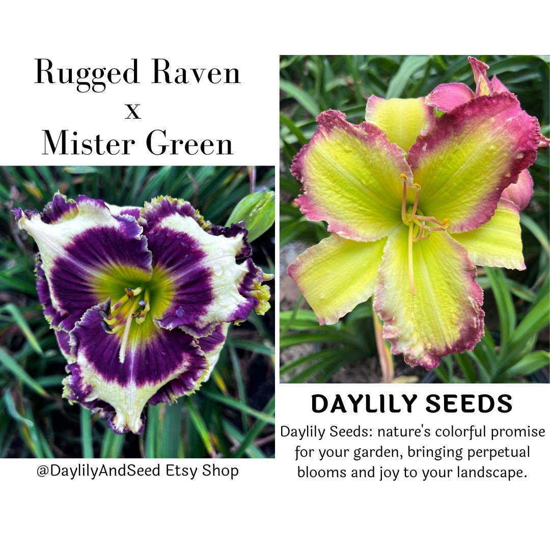 Daylily Seeds Cross rugged Raven X Mister Green 5 Premium High End ...