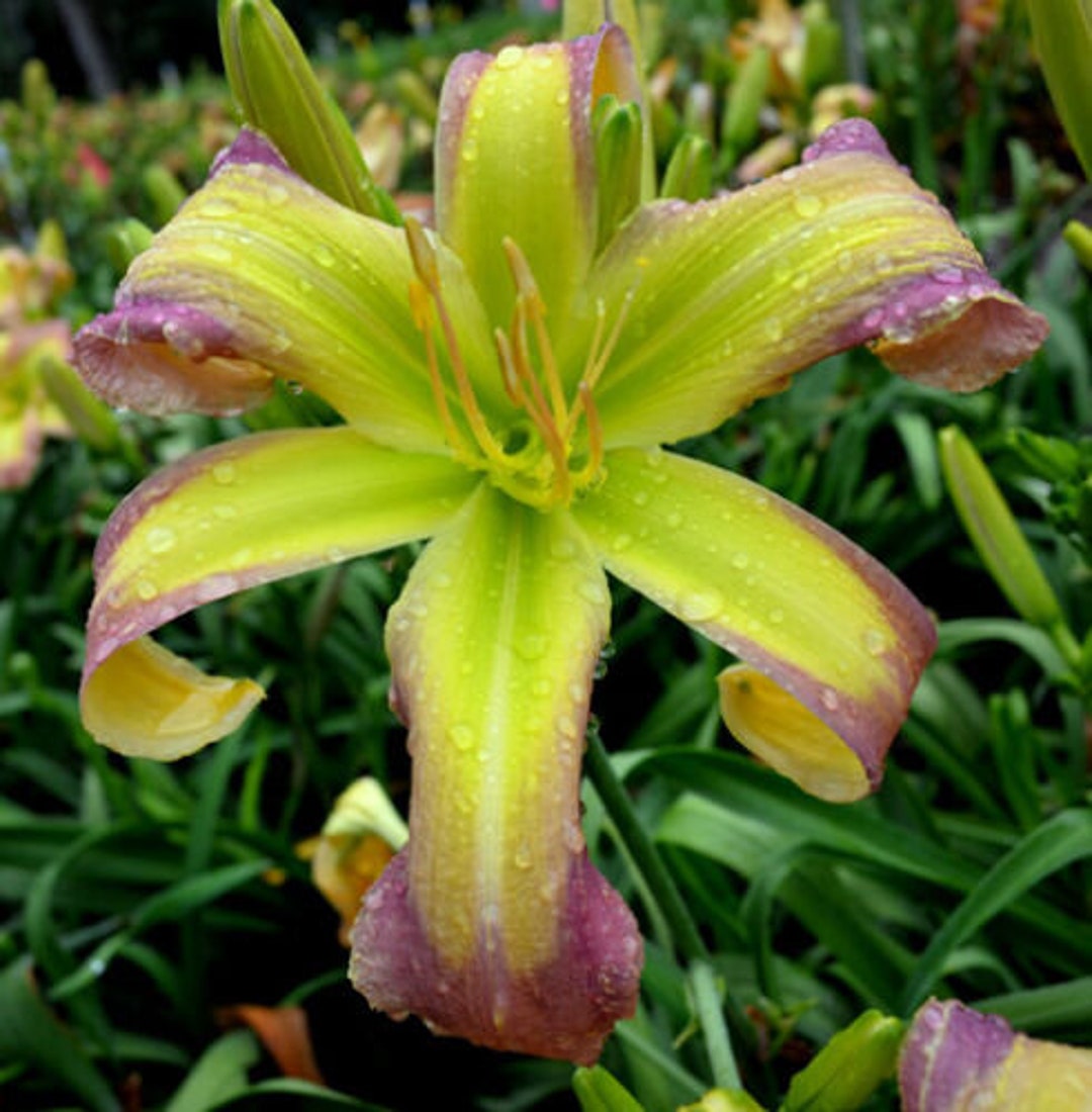 JADE PARADE Daylily Live Plant Huge Collectors Plant rare Double Fan DF ...