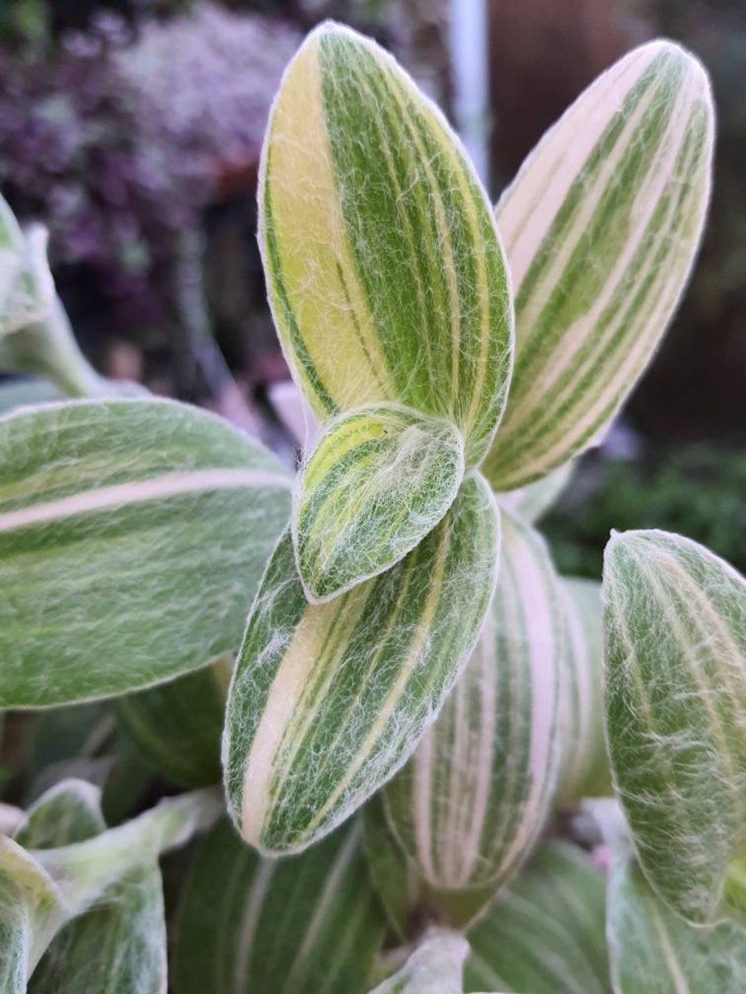 1x Rare Cutting Sillamontana Variegata Tradescantia - Etsy UK