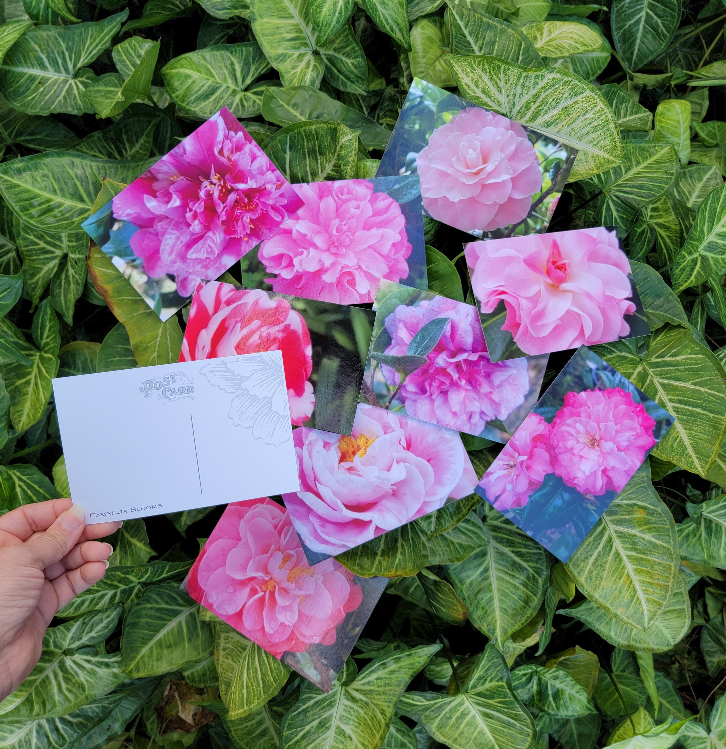10 Camellia Flower Postcard Set - Nature Garden Photography, Note Cards ...