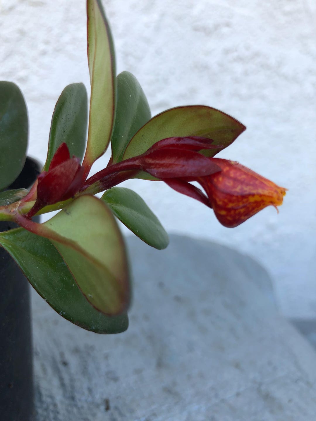 3 Columnea Nematanthus Goldfish Plants 5-7 Inches Rooted Cuttings ...