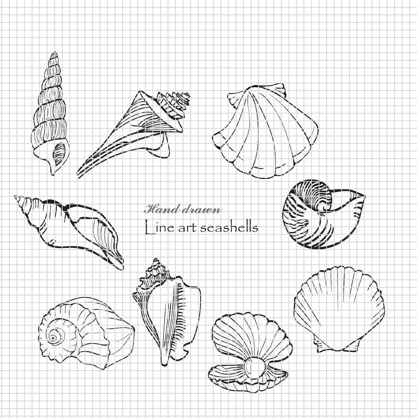 Elegant Hand Drawn Line Art Seashells | Etsy