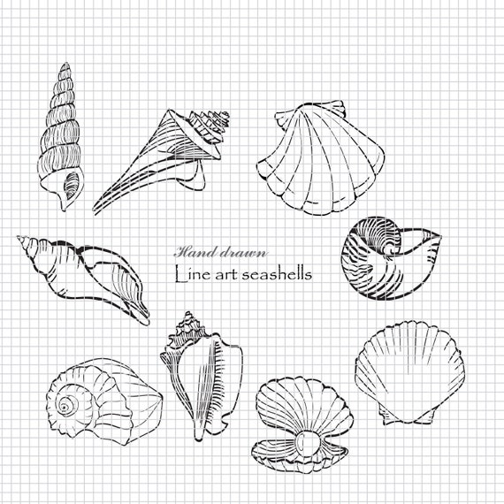 Elegant Hand Drawn Line Art Seashells | Etsy