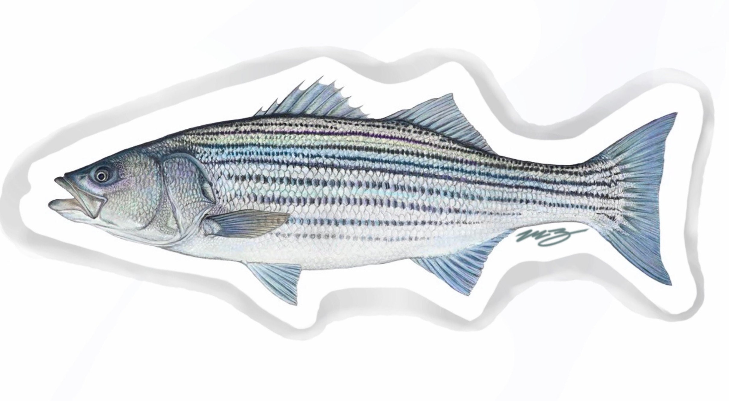 Striped Bass Sticker - Etsy