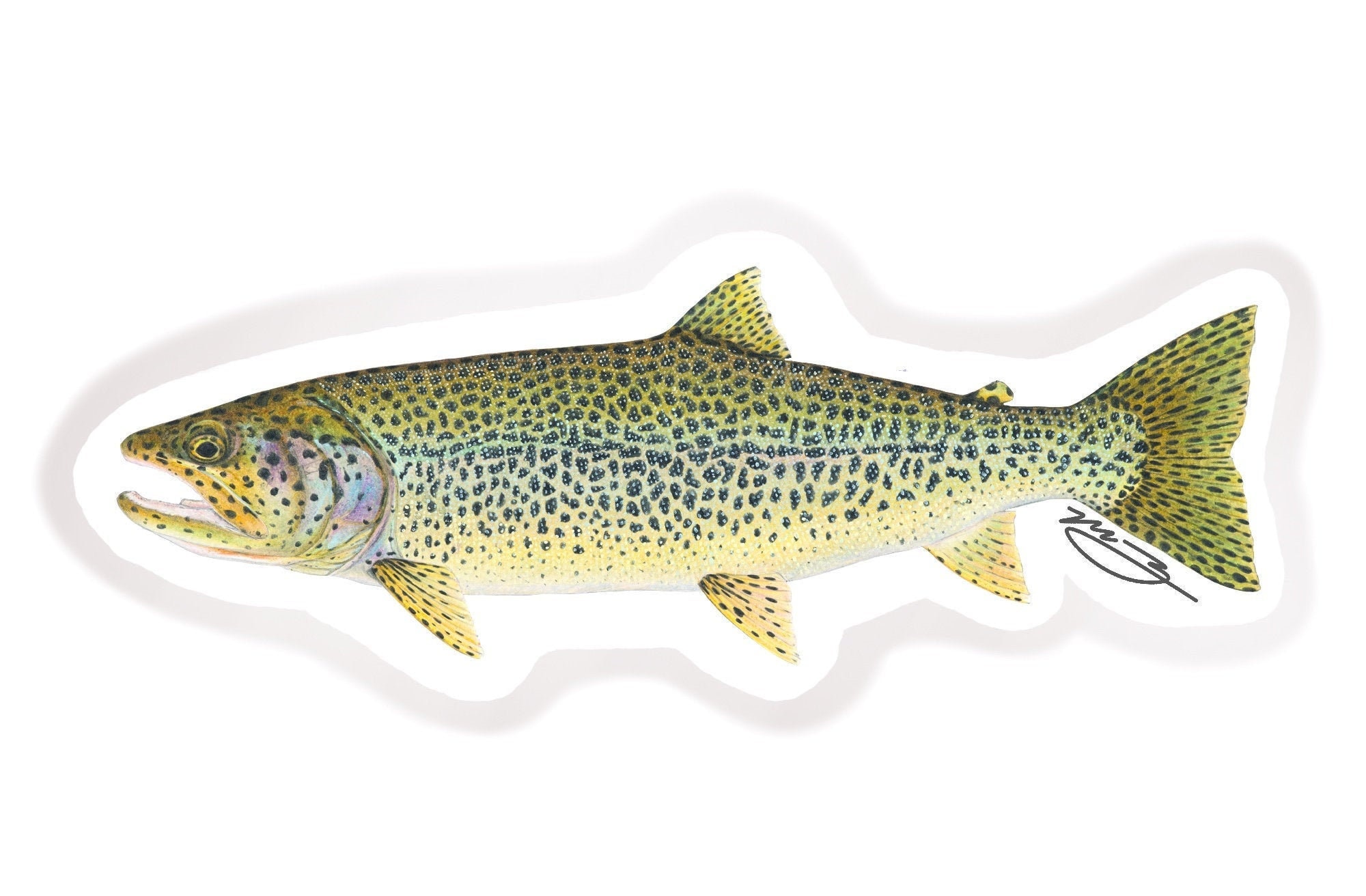 Coastal Cutthroat Trout Sticker - Etsy