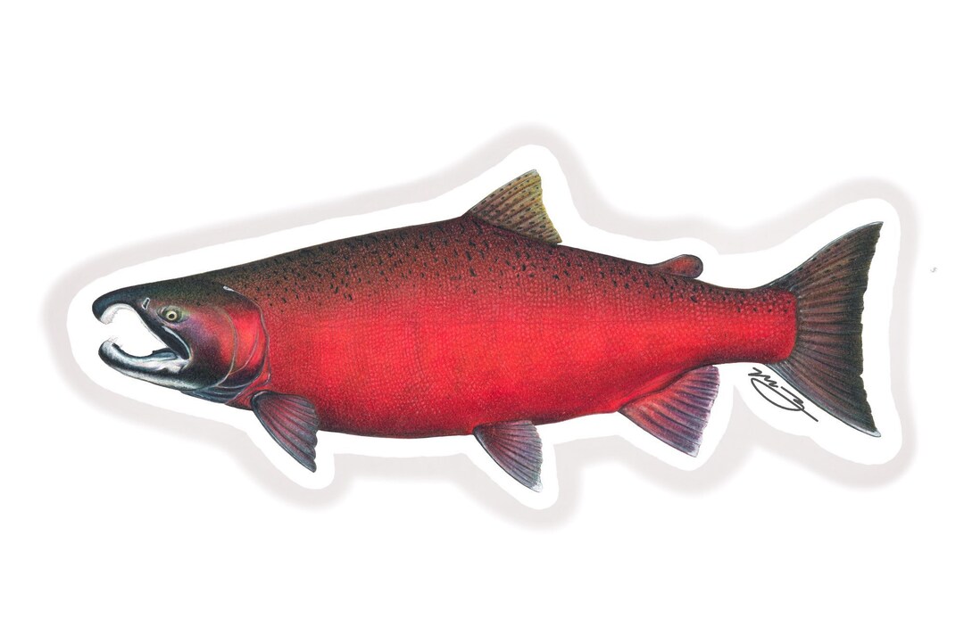 Coho Salmon Sticker - Etsy