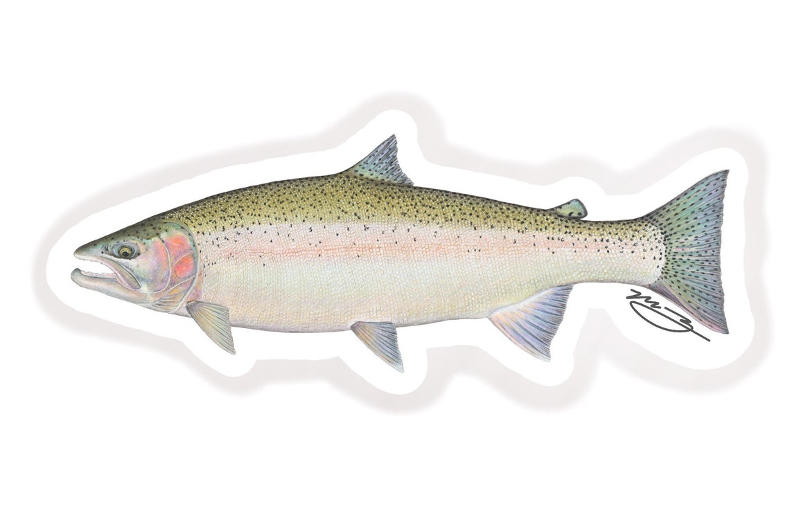 Steelhead Sticker - Etsy