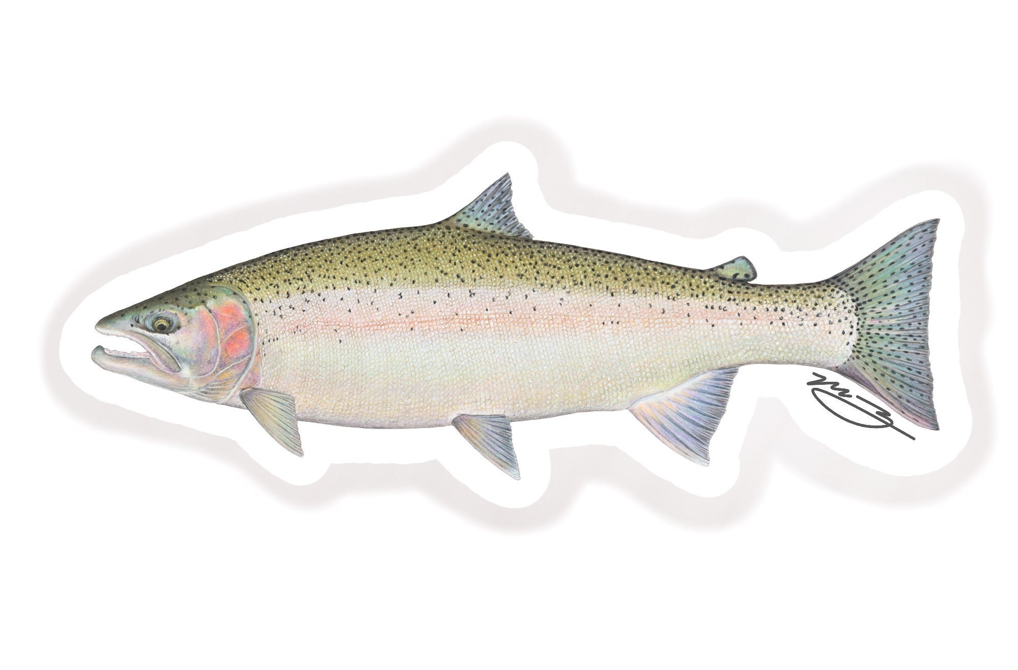 Steelhead Sticker | Etsy