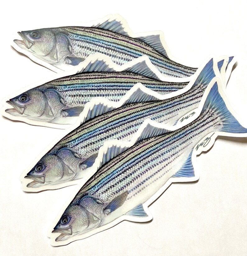 Striped Bass Sticker - Etsy