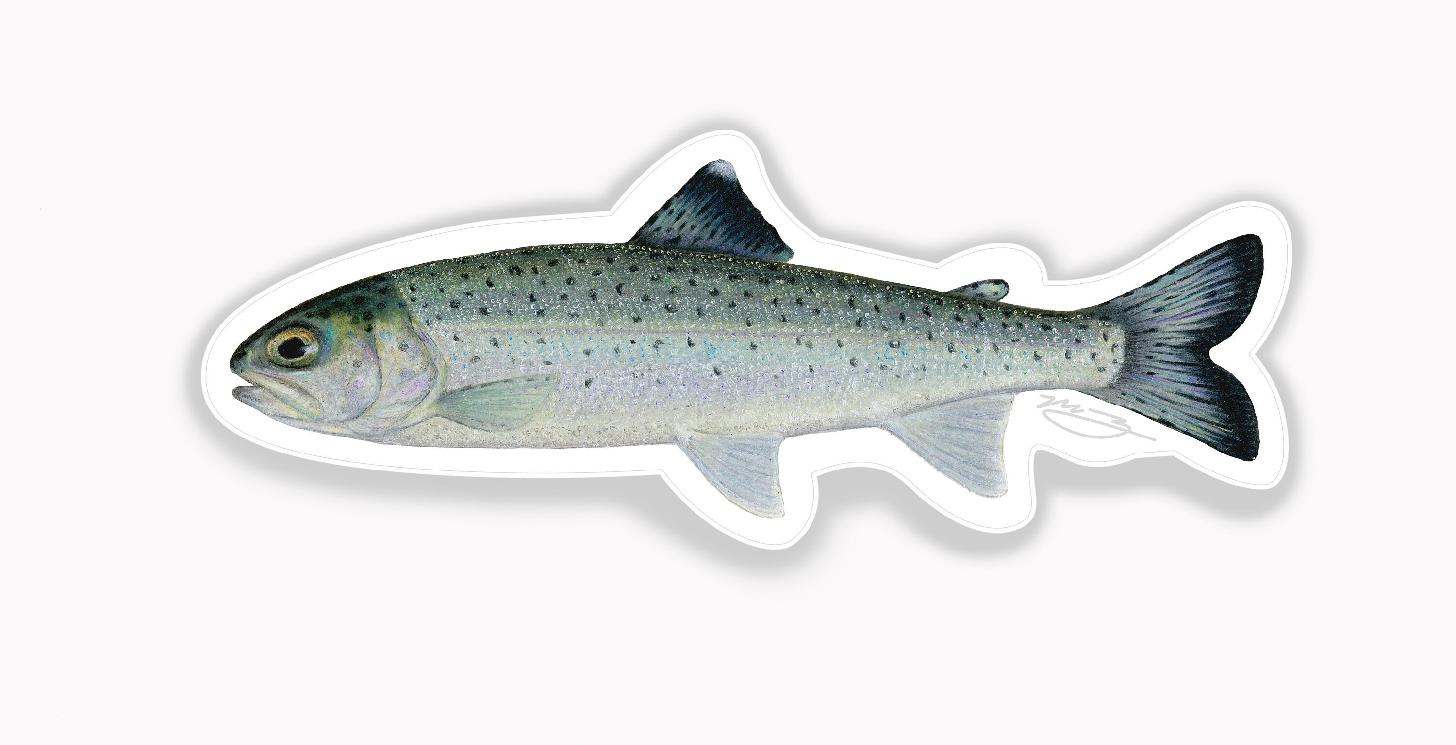 Steelhead Smolt Sticker - Etsy