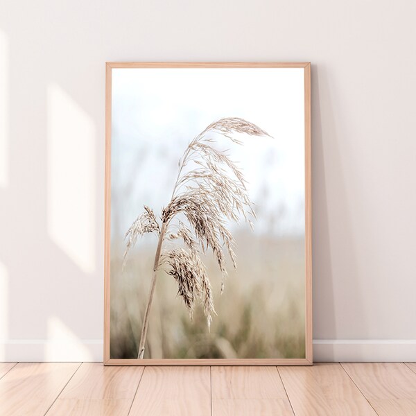 Dried Reeds - Etsy
