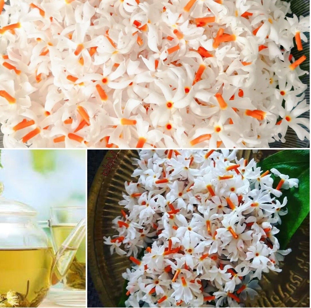 Night Jasmine Dried Tea Herbal Nyctanthes Sepalika Dried Organic - Etsy ...