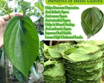 Dried Piper Betel Whole Leaves Organic Herbal Pure 100% Natural From ...