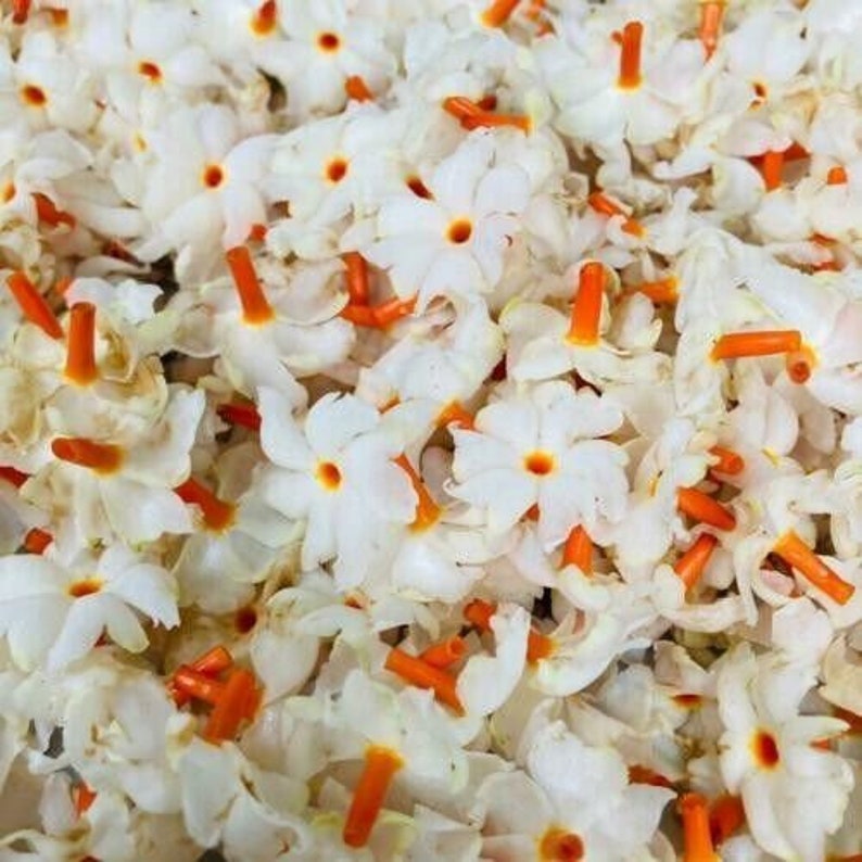 Night Jasmine Dried Tea Herbal Nyctanthes Sepalika Dried Organic - Etsy ...