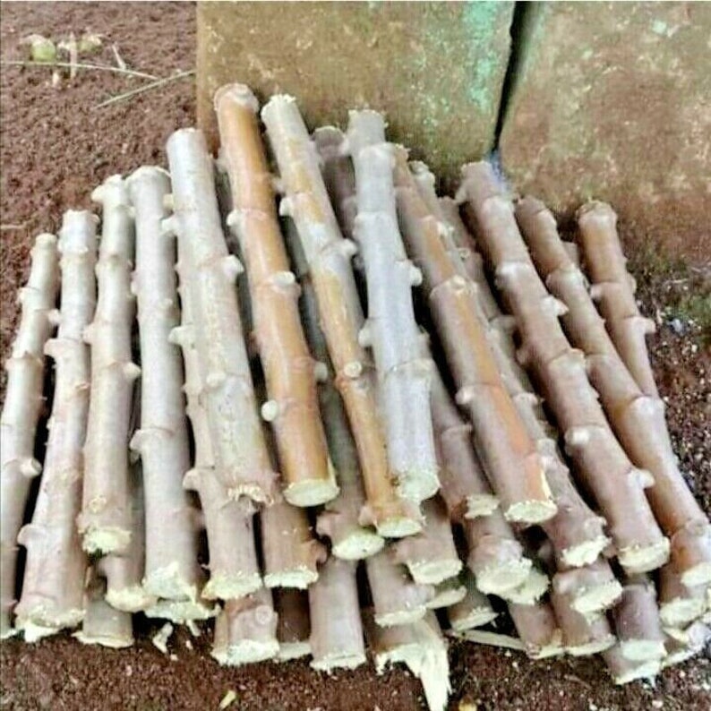 3 10 PCS Sweet Cassava Quick Stick Yuca Manihot Esculenta Manioc ...