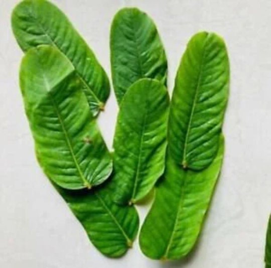 Dried Natural Cassia Alata Leaves 100% Organic Aththora Leaf for Herb ...